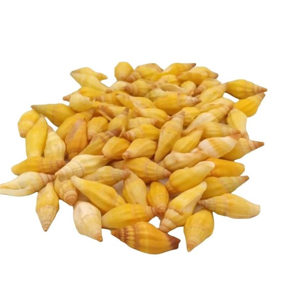 Unbranded | Accents | Rare Vintage Miter Snail Specimen Shells Mitra ...